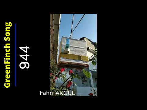 Flurya Kuşu Ötümü 944 - Tyson