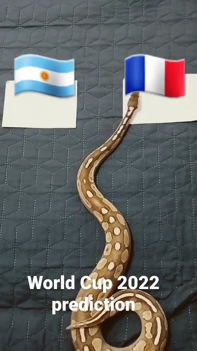 Ball Python prediction wolrd cup #ballpython #animals #funny # ...