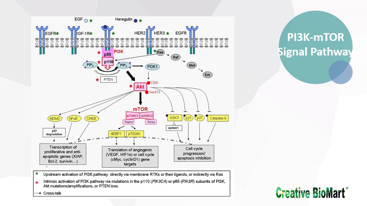 Interferon Gamma Signaling Pathway In Tb Patient Endotypes A Heatmap Images