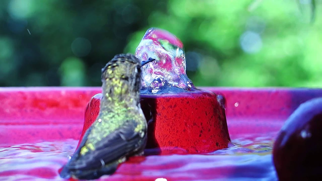 Hummingbird taking a bath in a red fountain - YouTube