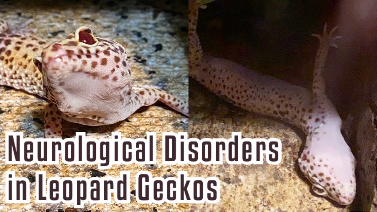 Neurological Disorders in Leopard Geckos | Symptoms, Causes & Treatment ...