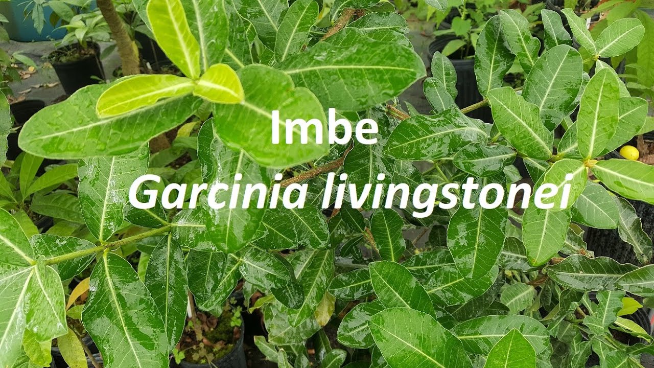 Imbe - Garcinia livingstonei - YouTube