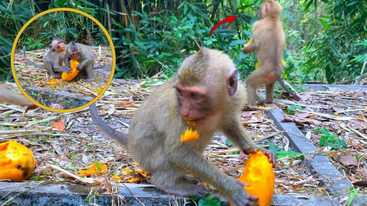 Monkey Rainbow eating big Mango fruit so delicious While Herb of small ...
