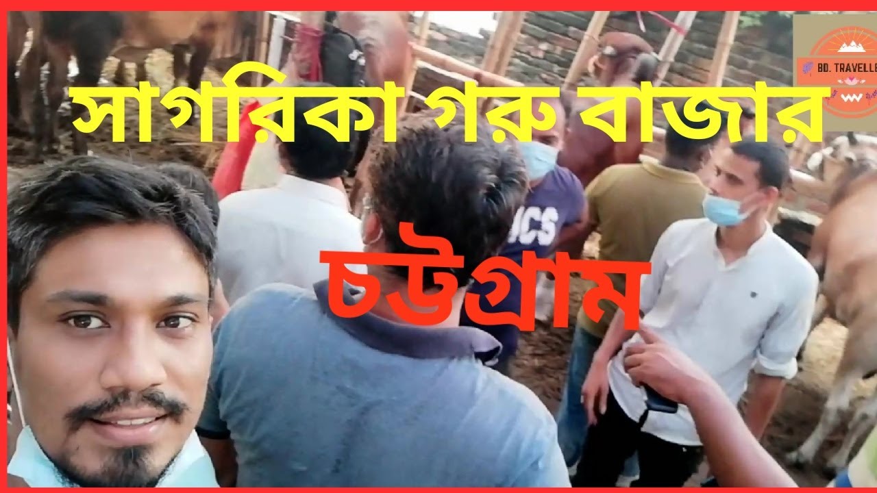 Cow Market || Popular Biggest Cow Market in Bangladesh || Chittagong ...