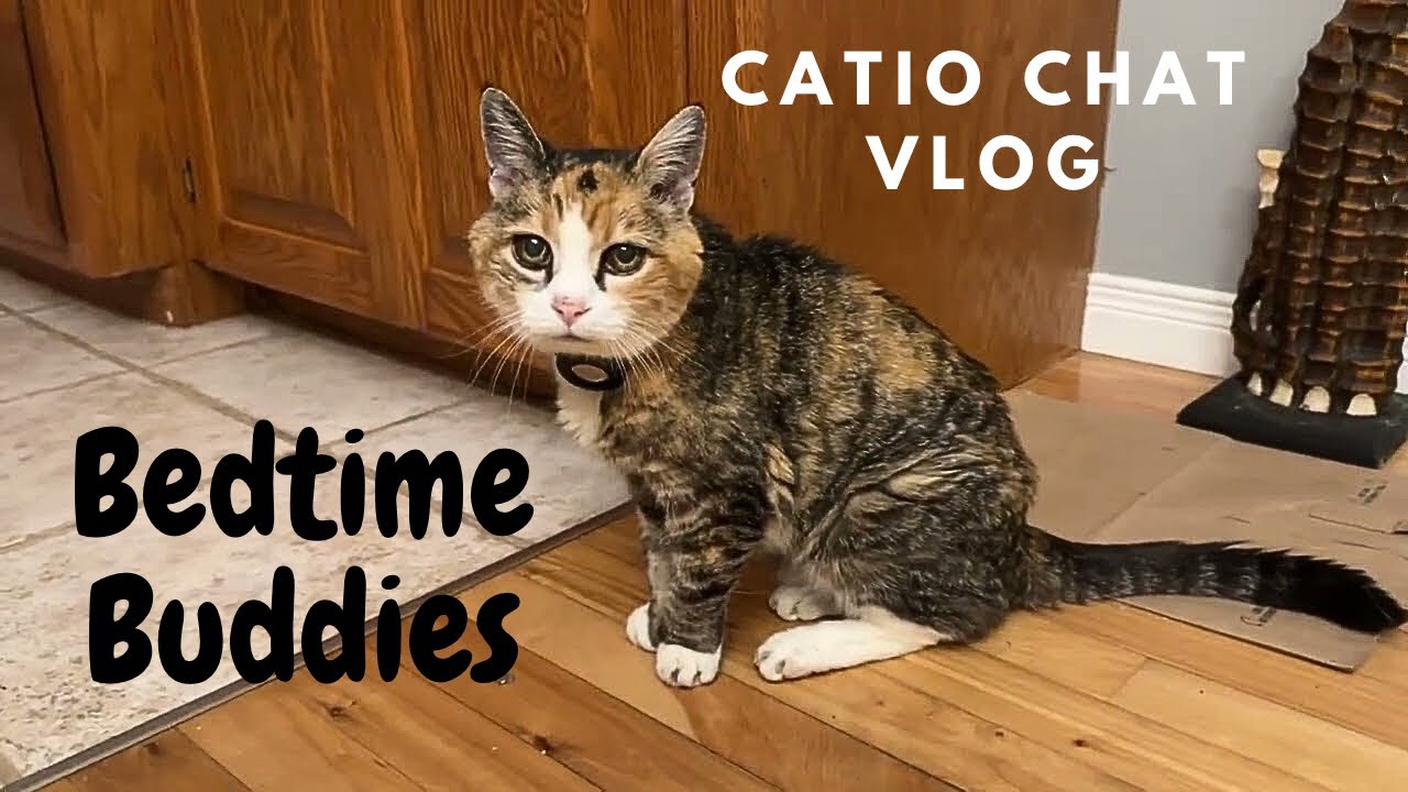 Bedtime Cats Line Up To Get In Bed 😲 - YouTube