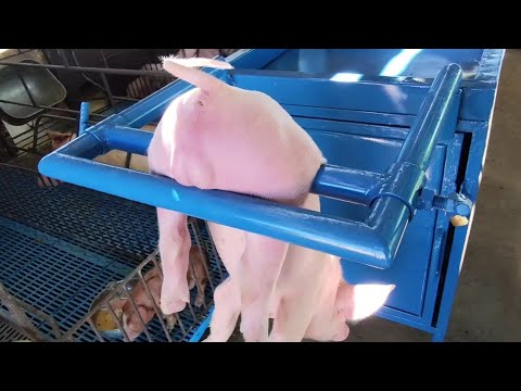 Suporte top para castrar leitões.