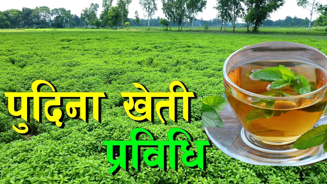 खेती सिकौं, उत्पादन गरौं || Pudina Farming in Nepal || - YouTube