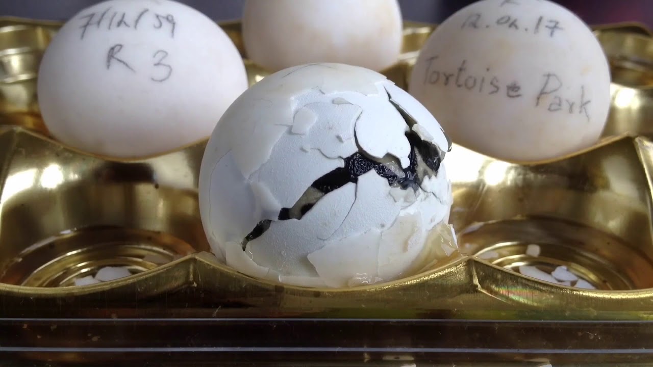 "R2" Baby Radiata tortoise breeding in Thailand - YouTube