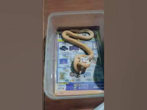 bayi ular belajar makan part 2 - YouTube
