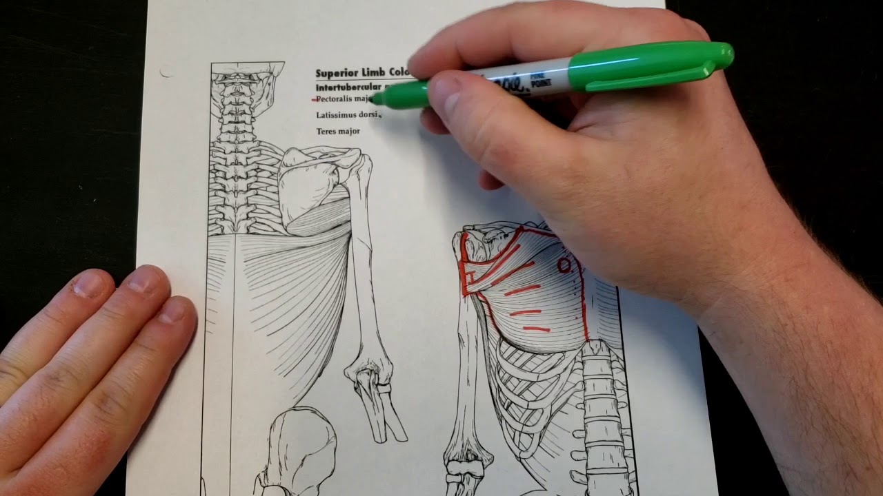 Simple intertubercular groove muscles - YouTube