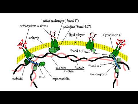 Ektoplazma. Kortikal sitoskelet. Spektrin - YouTube