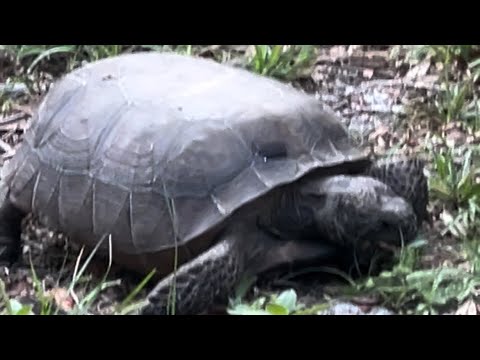 🚨TURTLE ALERT🚨 - YouTube
