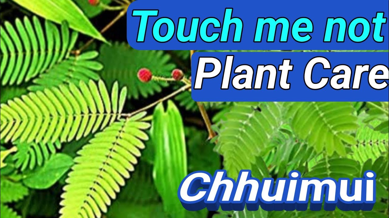 Touch Me Not Plant Care | Sensitive Plant, Mimosa Pudica, Growing ...