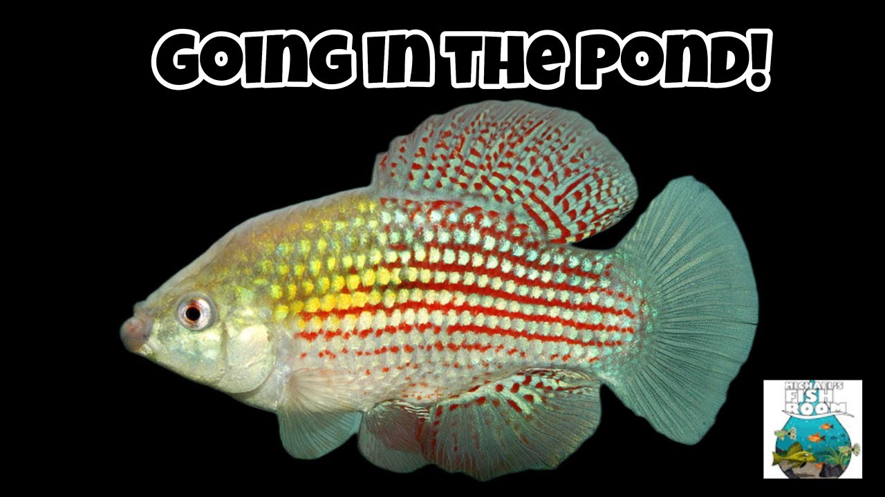 American Flagfish