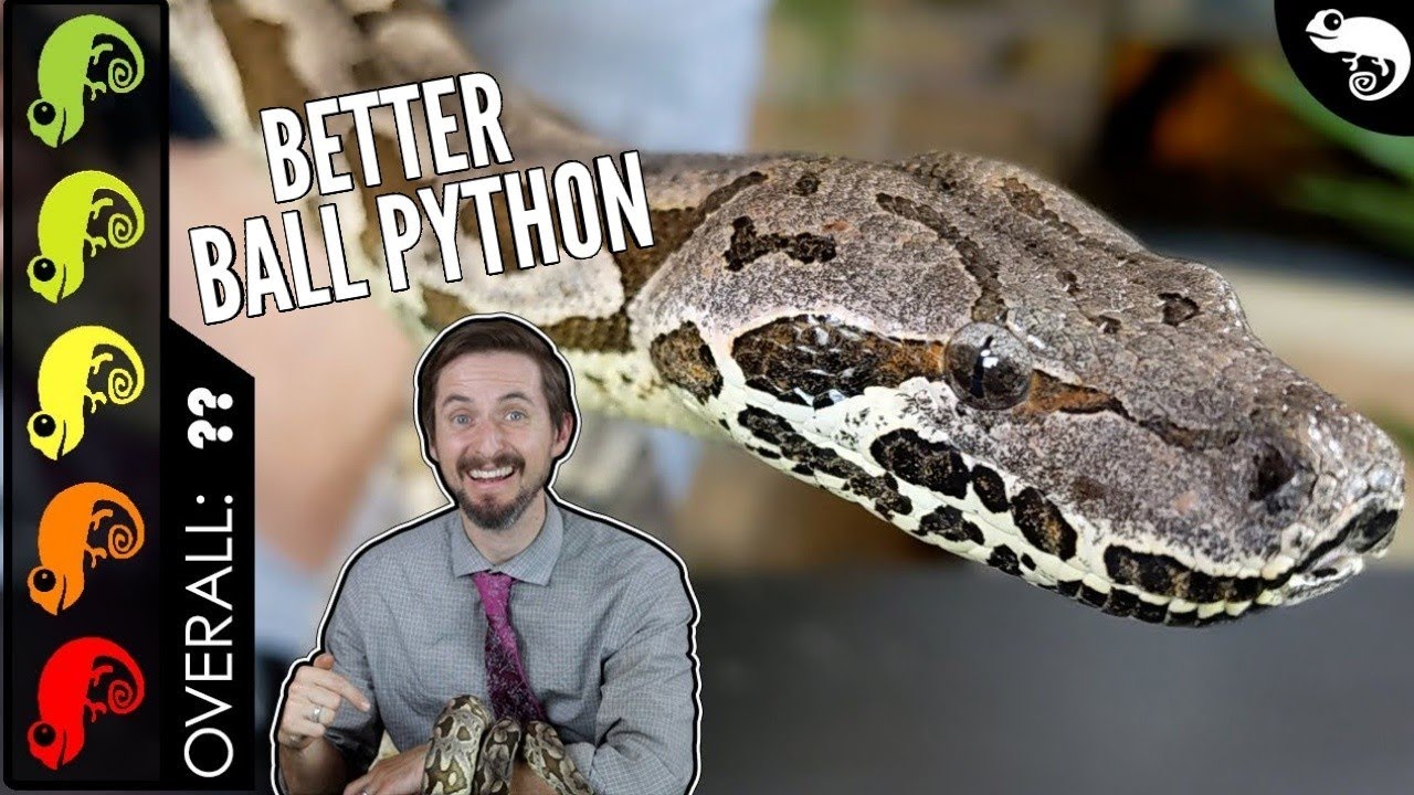 Dumeril's Boa, The Best Pet Snake? - YouTube