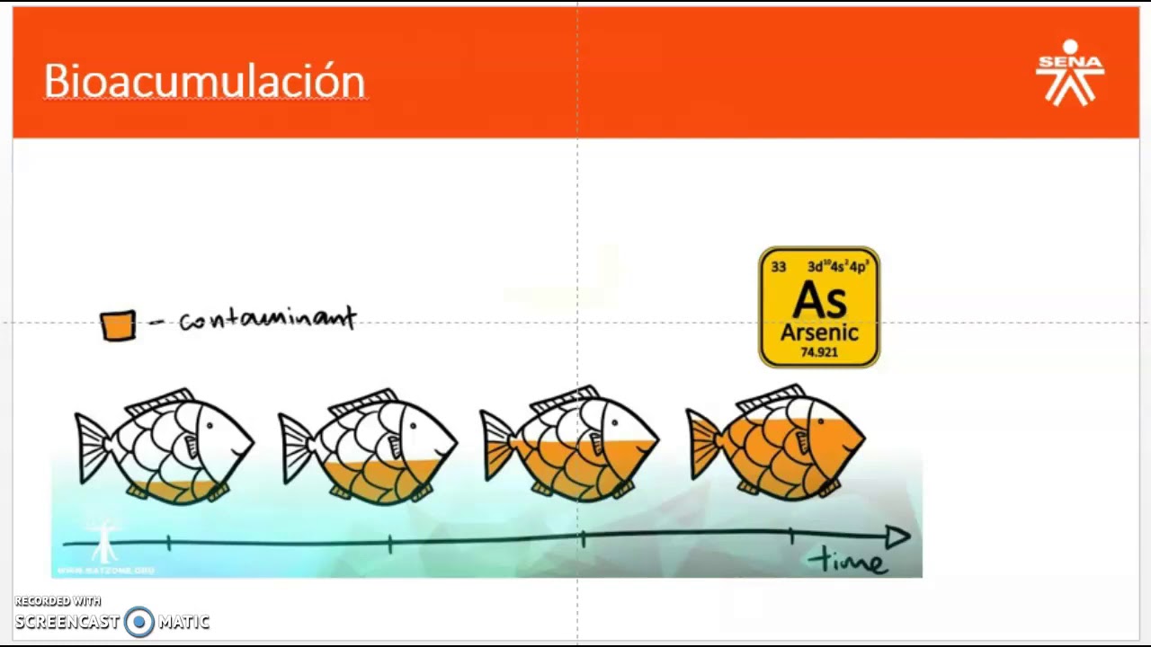 Bioacumulación y Biomagnificación como Impactos Negativos - YouTube