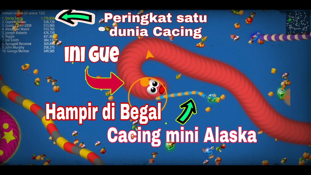 JADI PERINGKAT 1 DUNIA CACING | Hampir Di BEGAL Cacing Mini Alaska ...