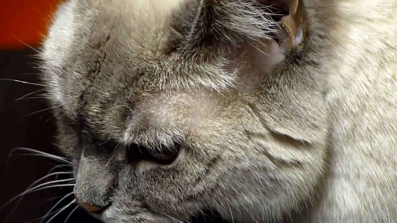 Panasonic Lumix TZ5 Video Test HD 720p