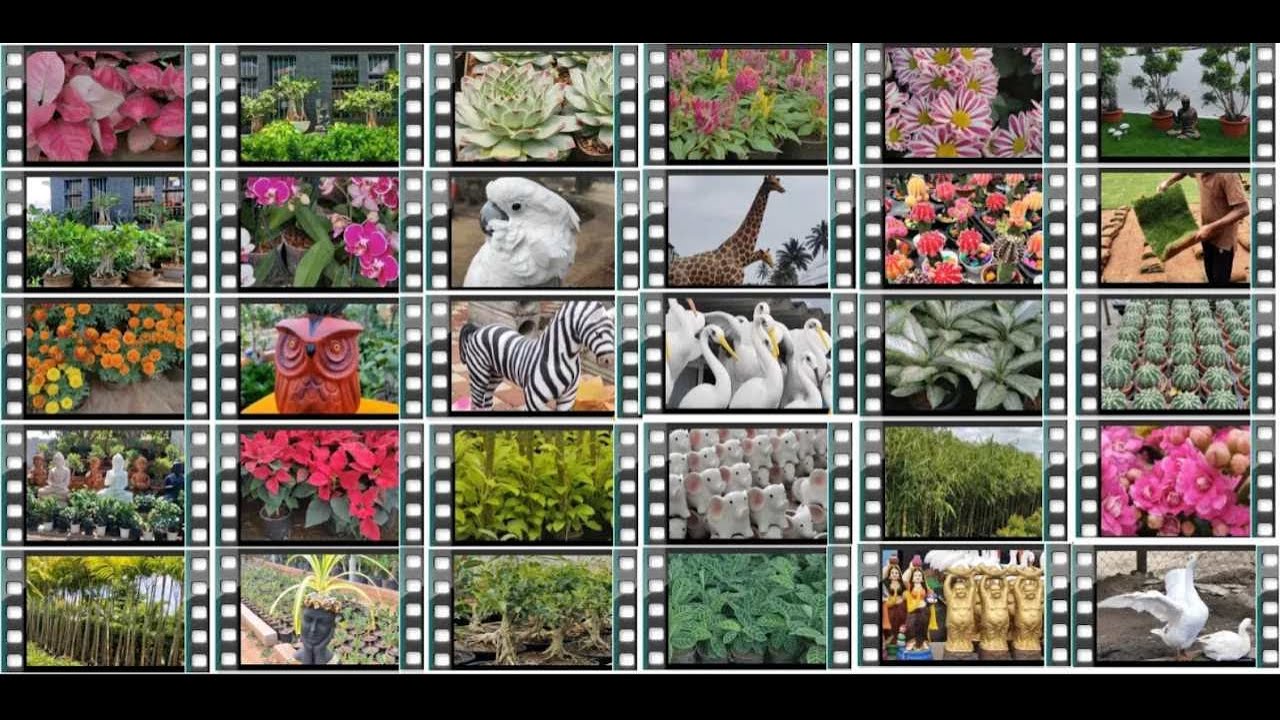 PLANT SHOP | Garden Plant Nursery | Home Garden | Wholesale Garden ...