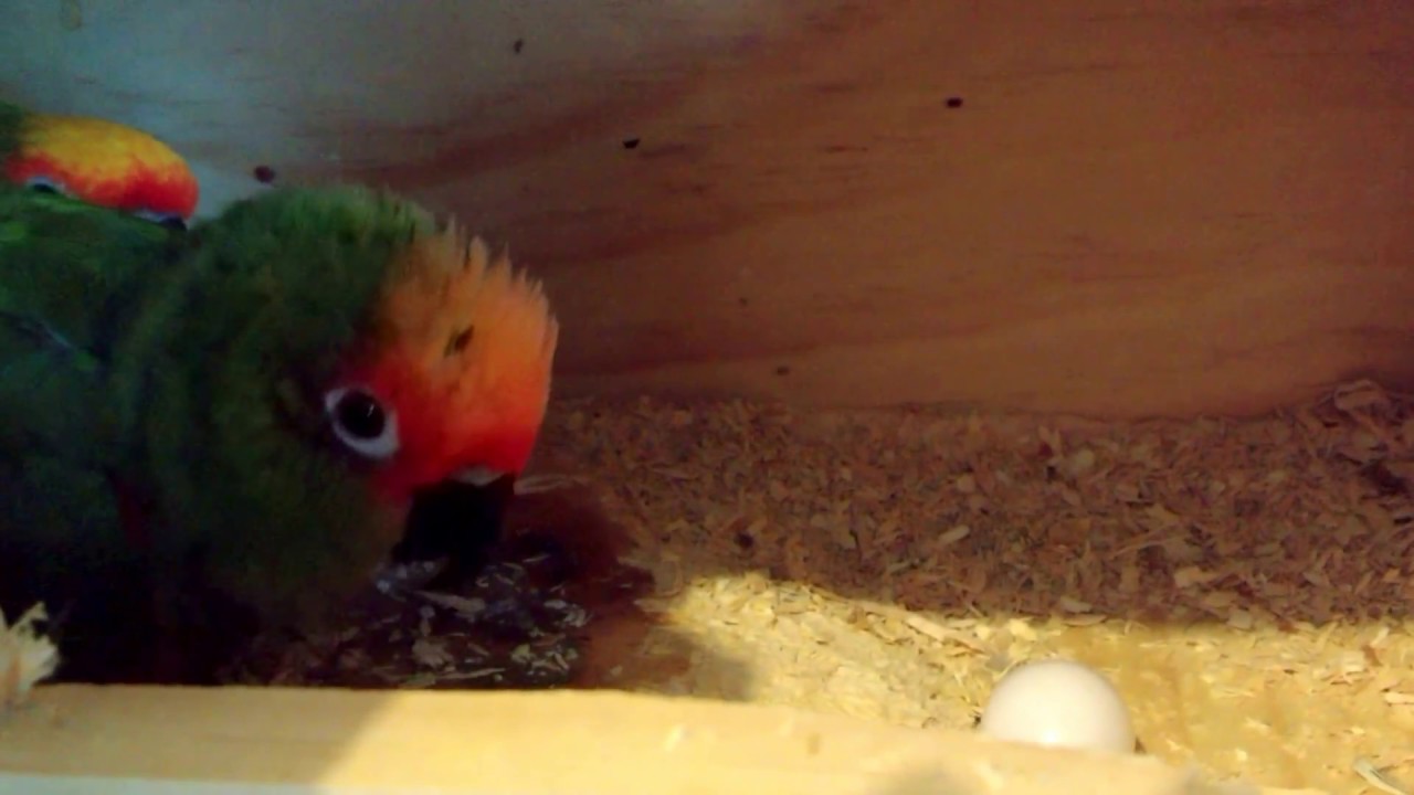 Golden Capped conures young breeding pair - YouTube