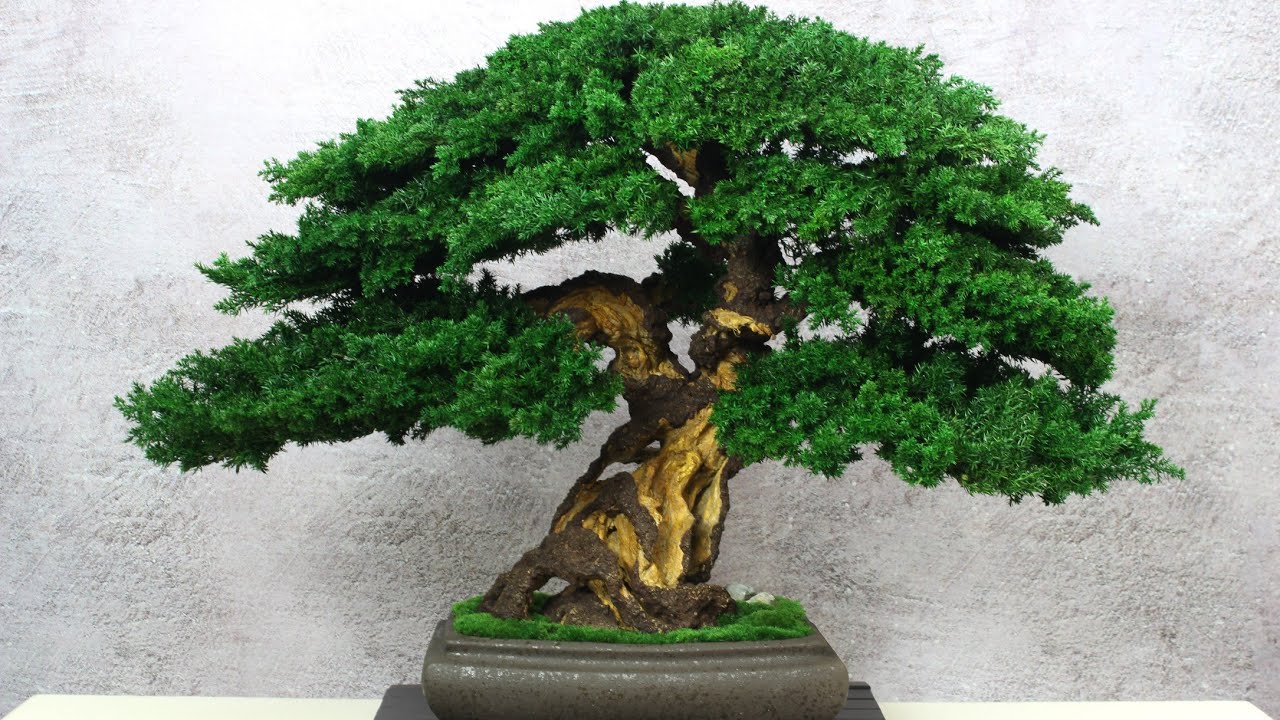 Preserved Bonsai Tree 20,07" (51cm) made from preserved juniper and ...