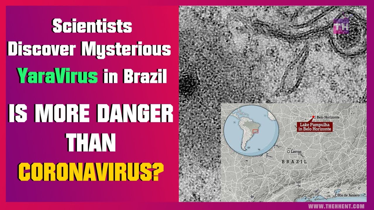 Yaravirus: Scientists Discover Mysterious Virus in Brazil is more ...
