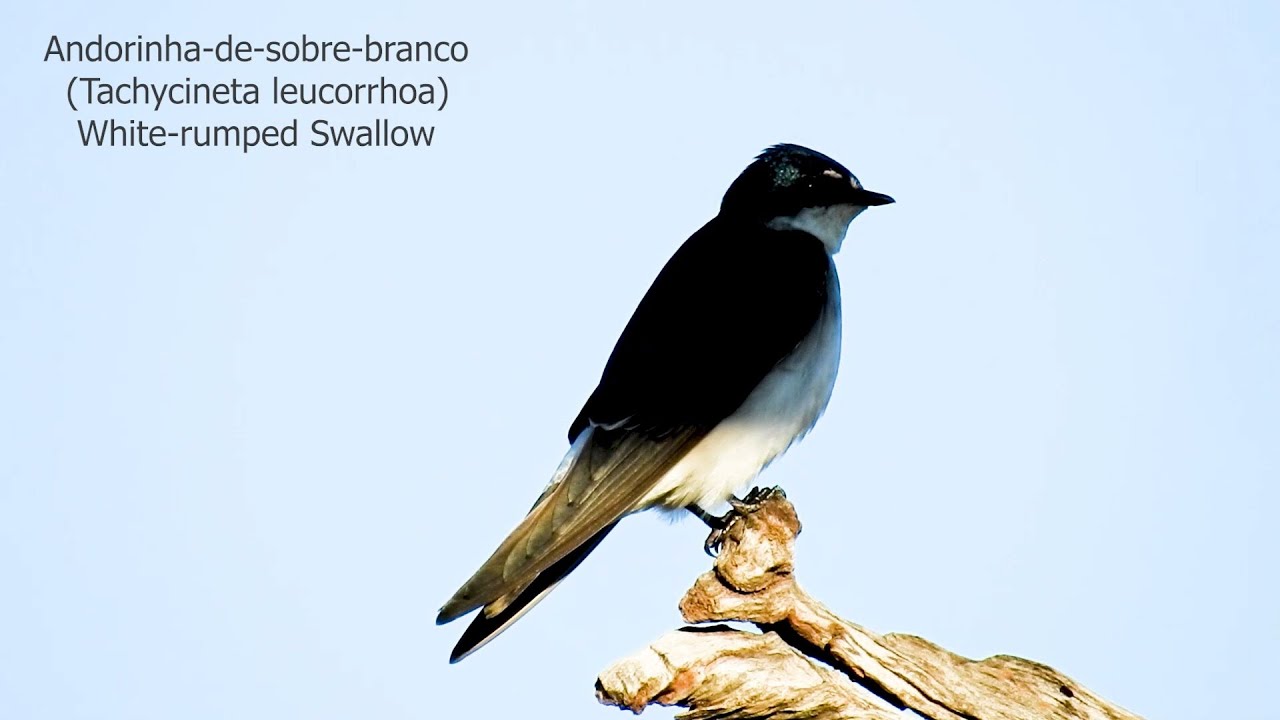 ANDORINHA DE SOBRE BRANCO, TACHYCINETA LEUCORRHOA), WHITE-RUMPED ...