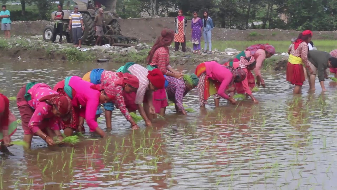 Dhan Ropai Ghachok kaski - YouTube