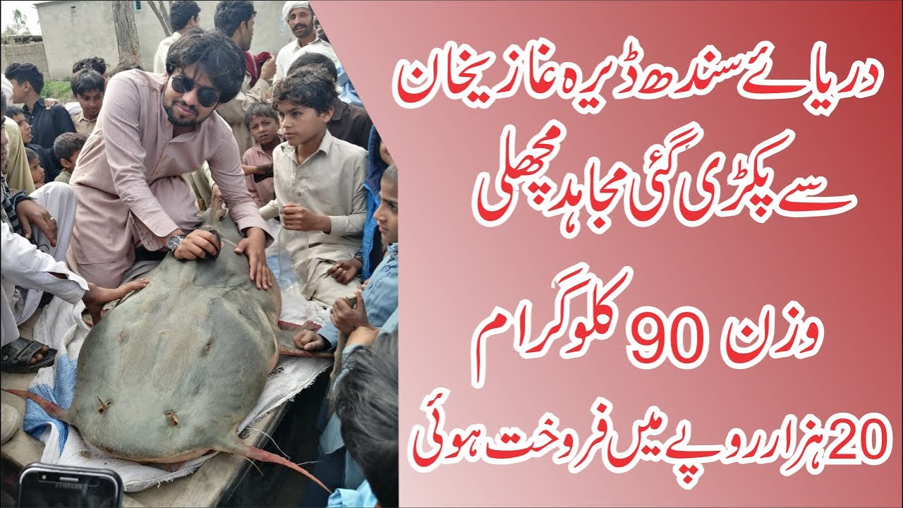 Fish hunting- fish caught the from Indus River 90 KG Mujahid Fish - YouTube