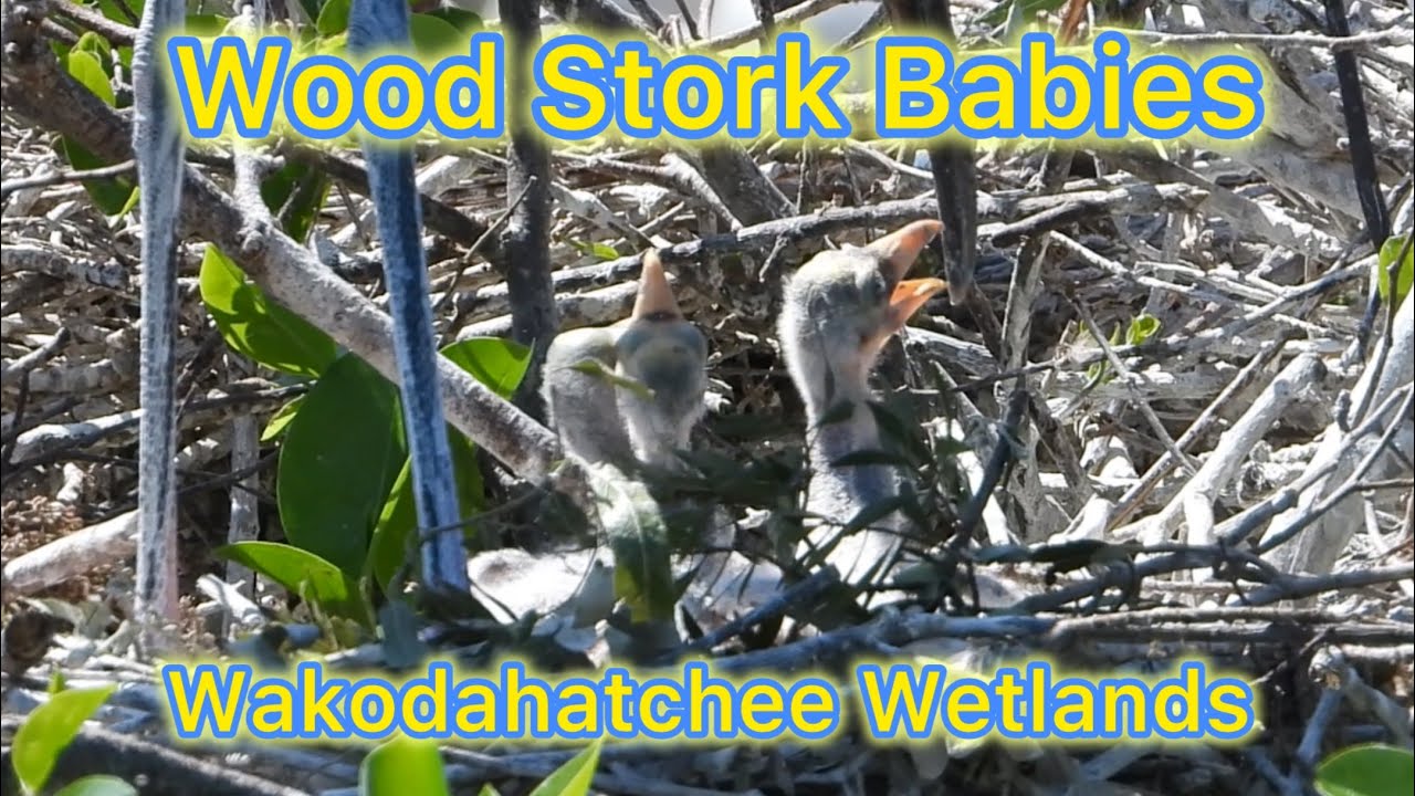 Baby Wood Storks Begging for Food in South Florida - YouTube