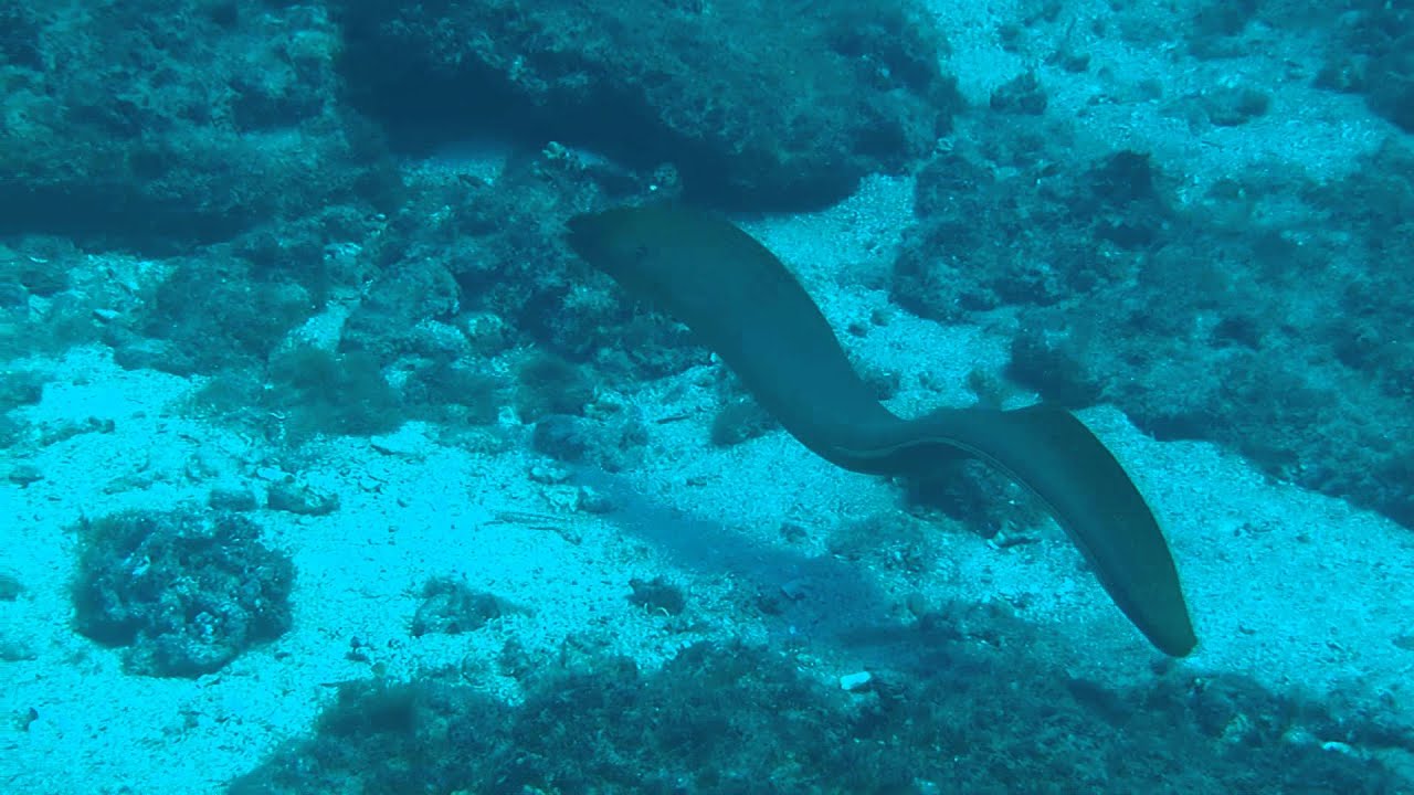 Moray Eel swimming at Cabo Pulmo - YouTube
