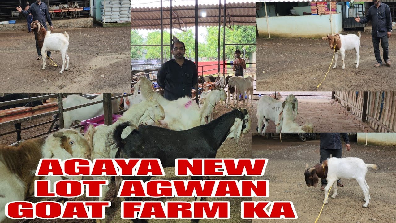 Agaya New Lot Agwan Goat Farm Ka Vaccination Or Quality Se No ...