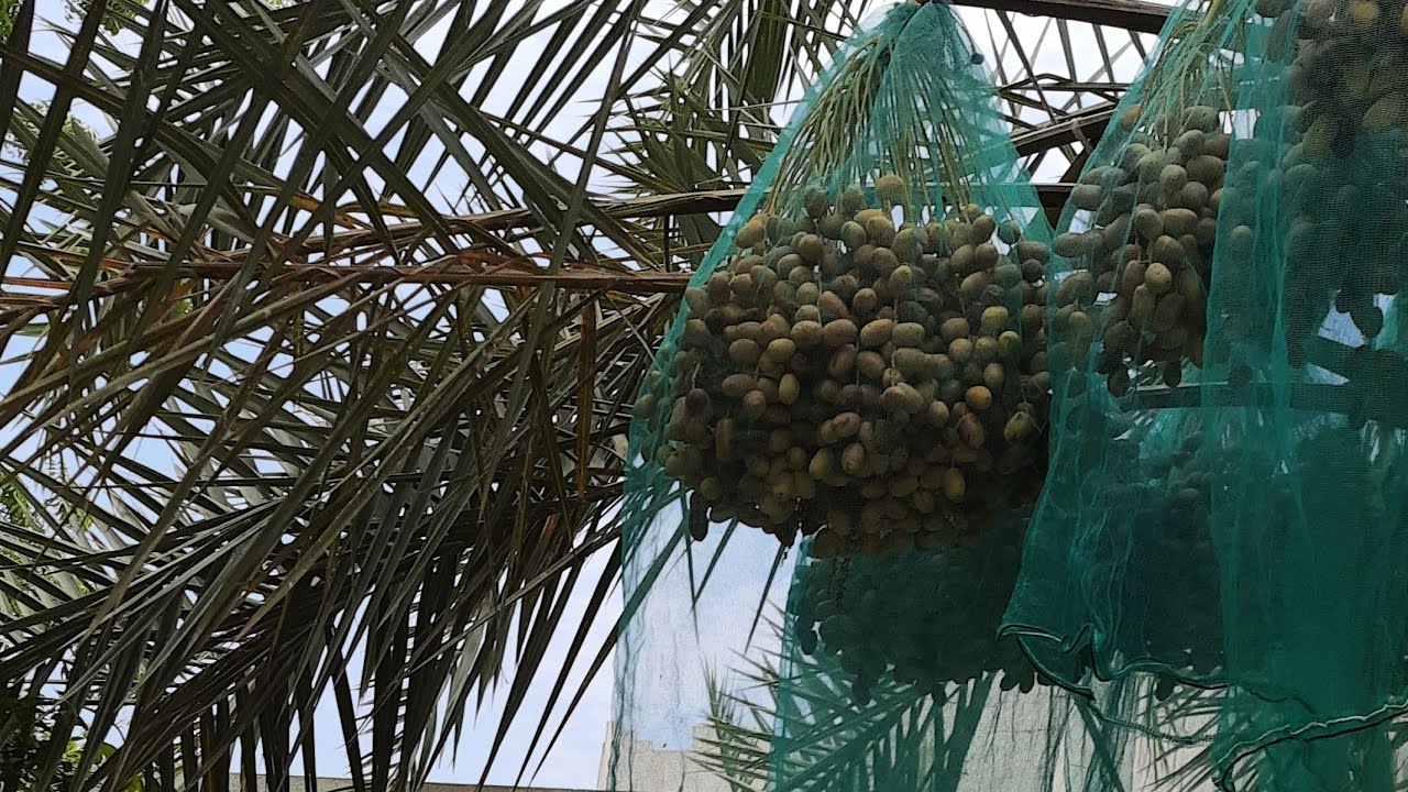 puno ng dates pandak - YouTube