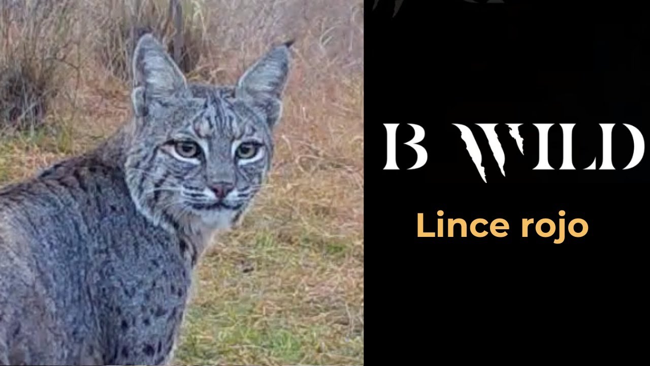 ¿Conoces al Lince americano? El maestro del camuflaje y el sigilo en ...