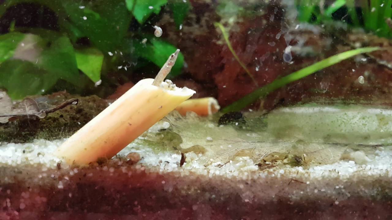 Indostomus paradoxus - YouTube