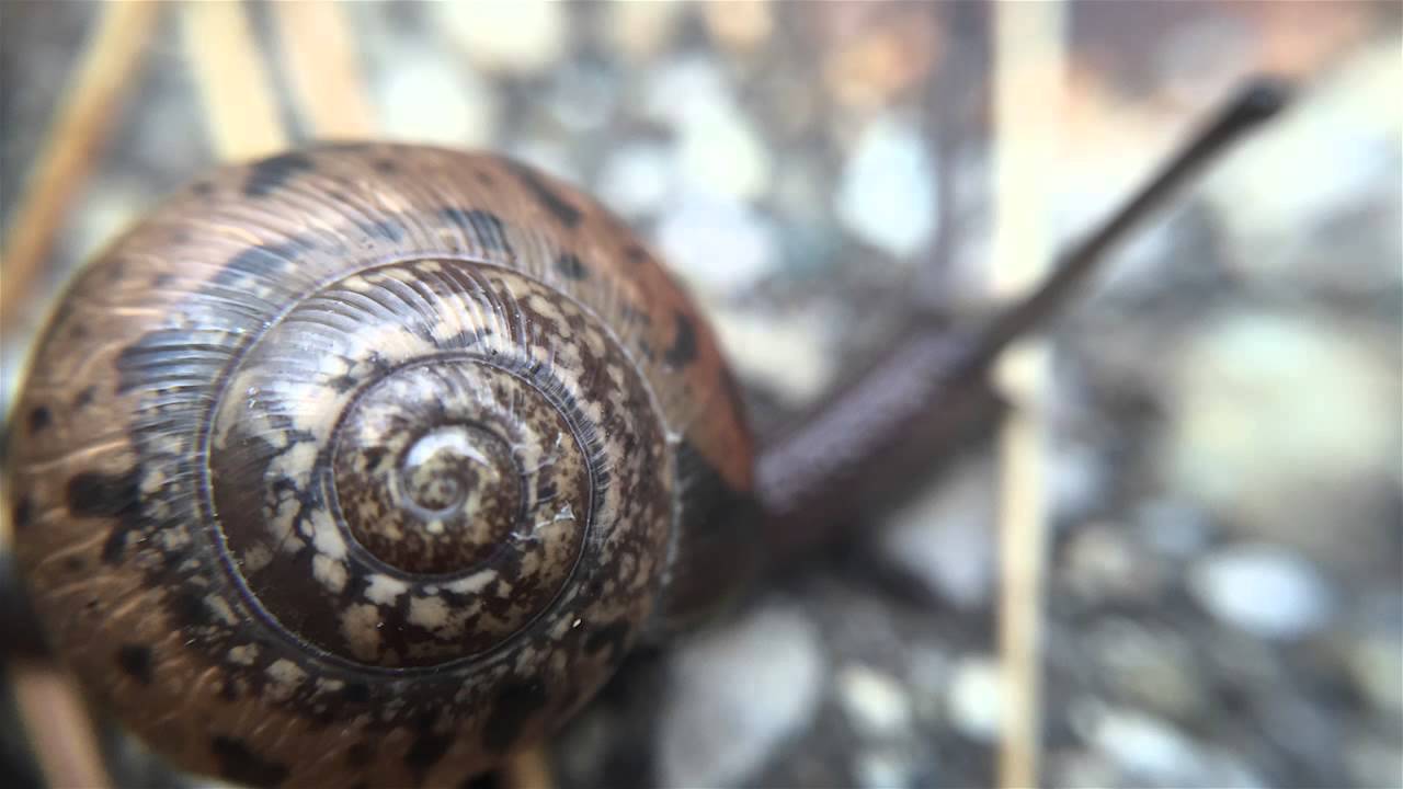 Snail captured with iPhone 6 and macro lens attachment - YouTube