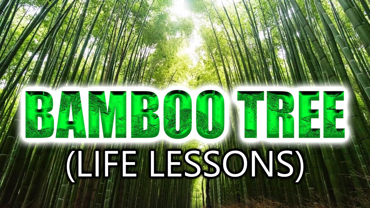 THE BAMBOO TREE STORY ||LESSONS FROM THE BAMBOO TREE - YouTube