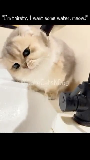 "The angry little silly cat, meow! 😾 #AngryCat #SillyCat #Meow" - YouTube