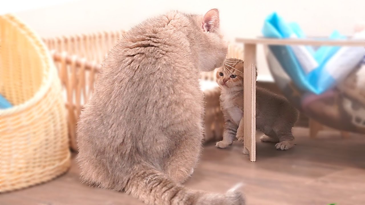 Mother cat is playing, talking and cuddling tightly with her cute ...