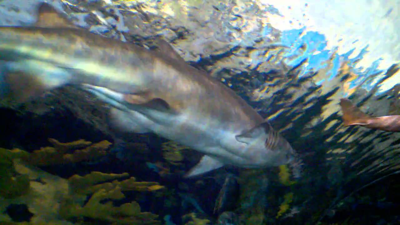 Funny sawfish face - YouTube
