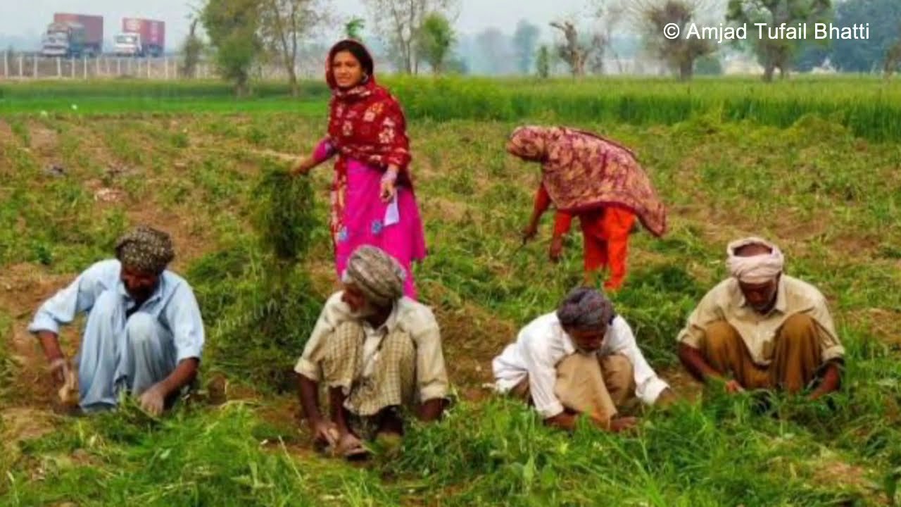 How is the Rural Life in Pakistan | Pure Village Culture | - YouTube