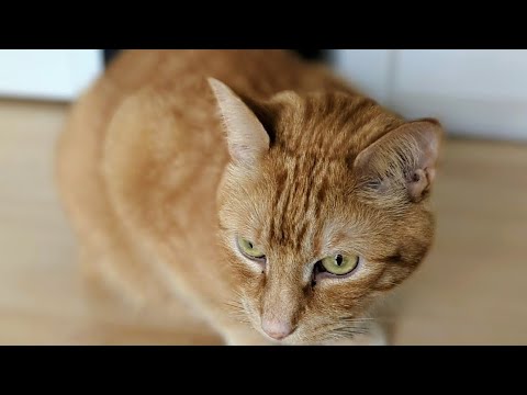 Cat Laser Fun: Watch My Feline Master the Chase!🐾😻 - YouTube