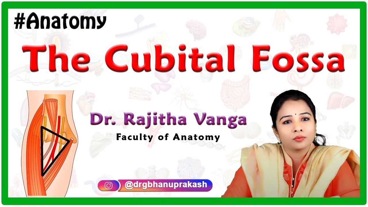 The Cubital Fossa Anatomy: Borders and Contents ( Upperlimb anatomy ...