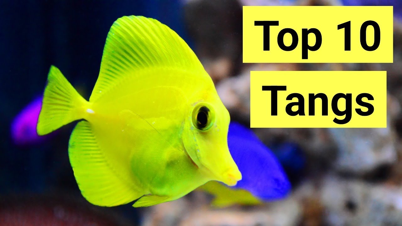 Top 10 Tangs For A Saltwater Aquarium | The Prestige Reef Dork Show ...