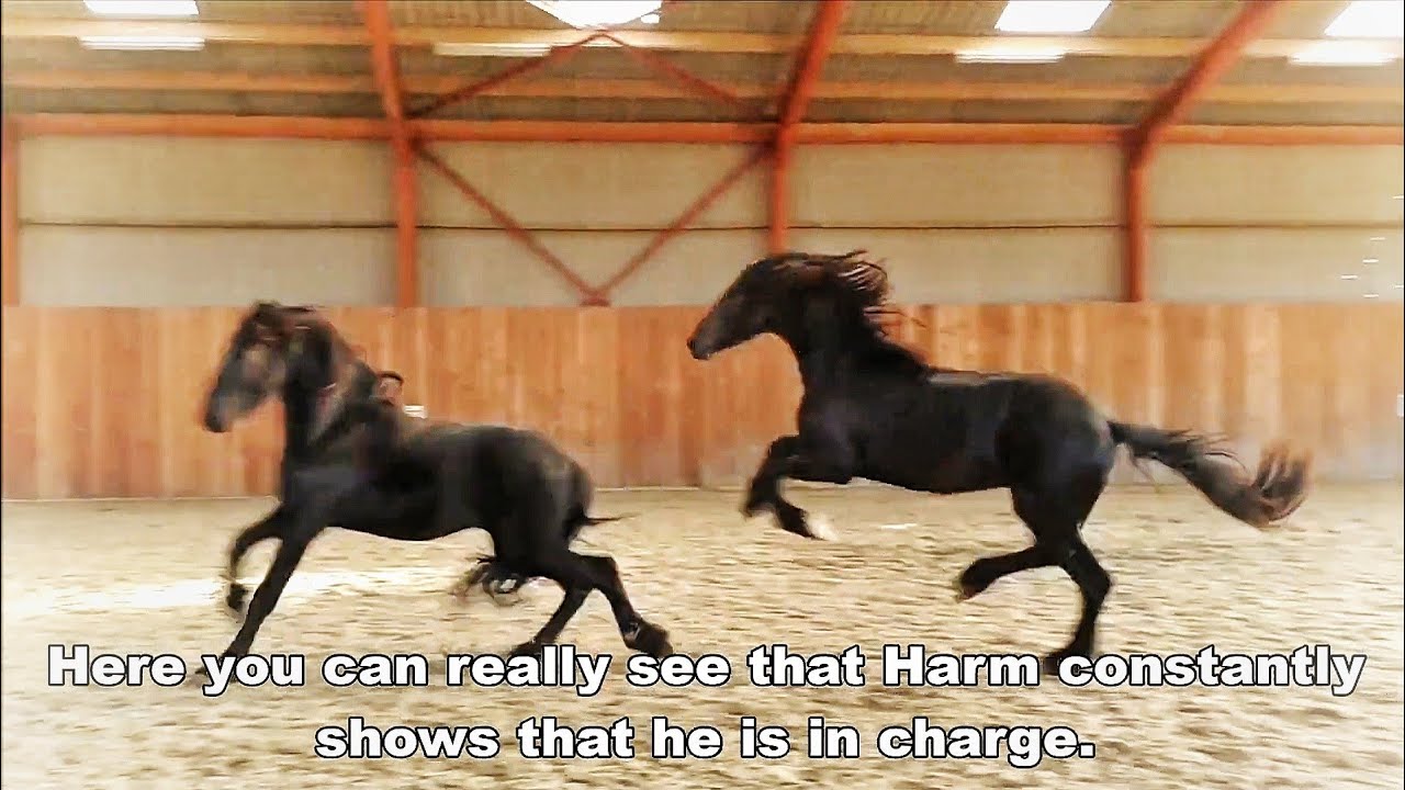 Beautiful stallion behavior with these 2 colts. And we see fast ...