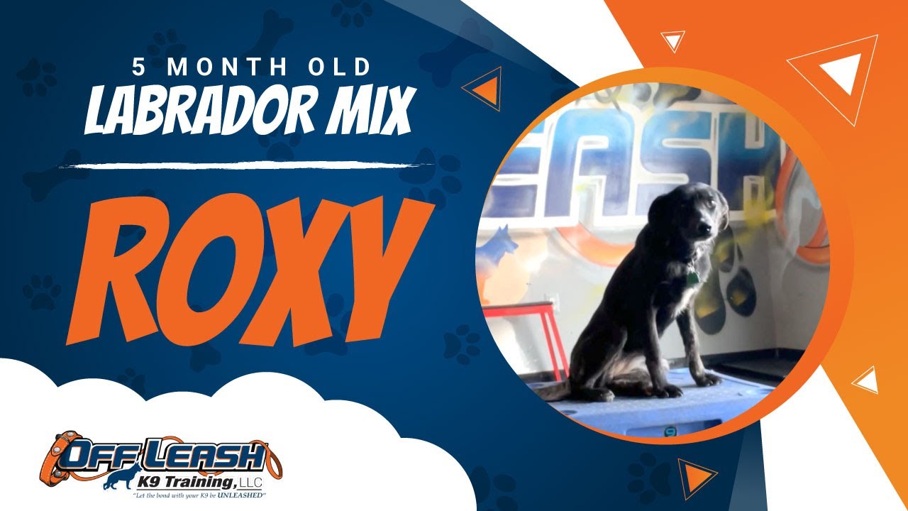 Labrador Mix,5 Months, Roxy | Best Dog Trainers Northern VA, | Off Leash K9 - YouTube