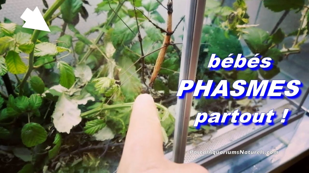 Tuto accouplement de PHASMES en direct ! Pascal Aquariums Naturels - YouTube