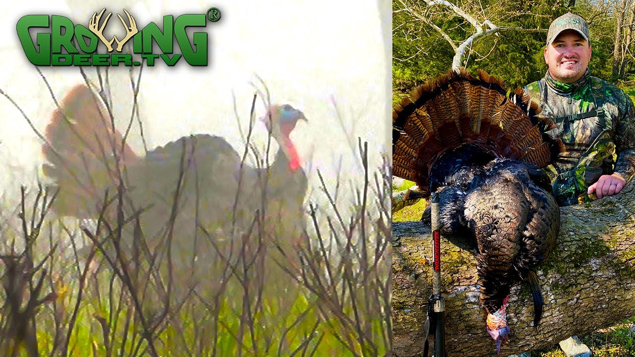 Turkey Hunting | A Hung Up Tom Strutting In The Fog | Tagged at 50 ...