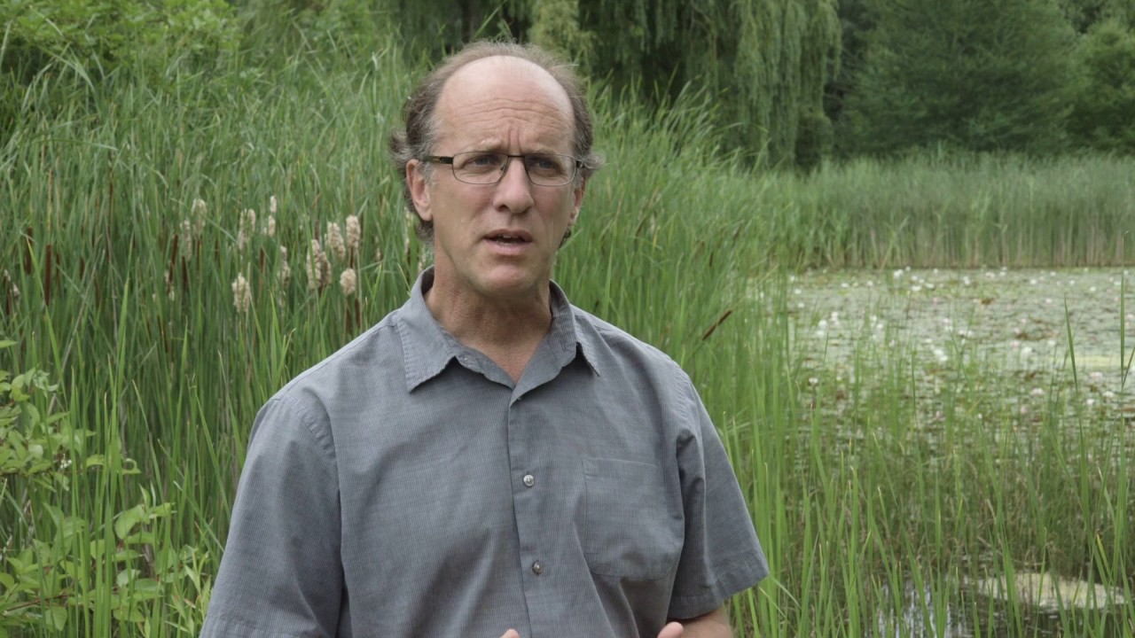 | FRQNT | Des plantes pour traiter les eaux usées | Jacques Brisson ...