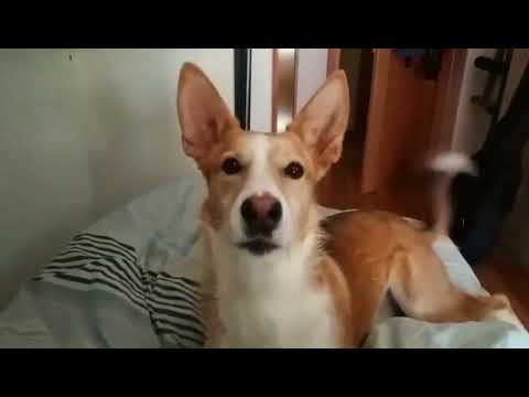 Luis fonsi   Despacito  Dog version
